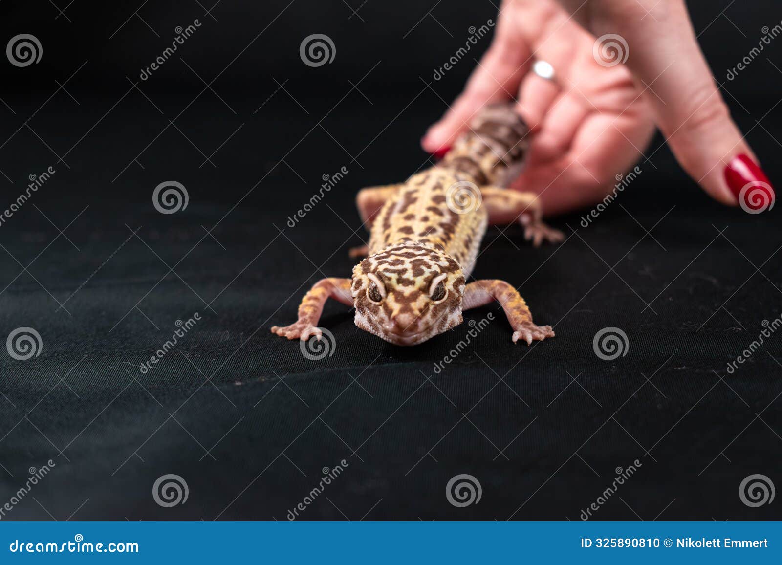 Leopard Gecko on Black Background Stock Photo - Image of wildlife ...