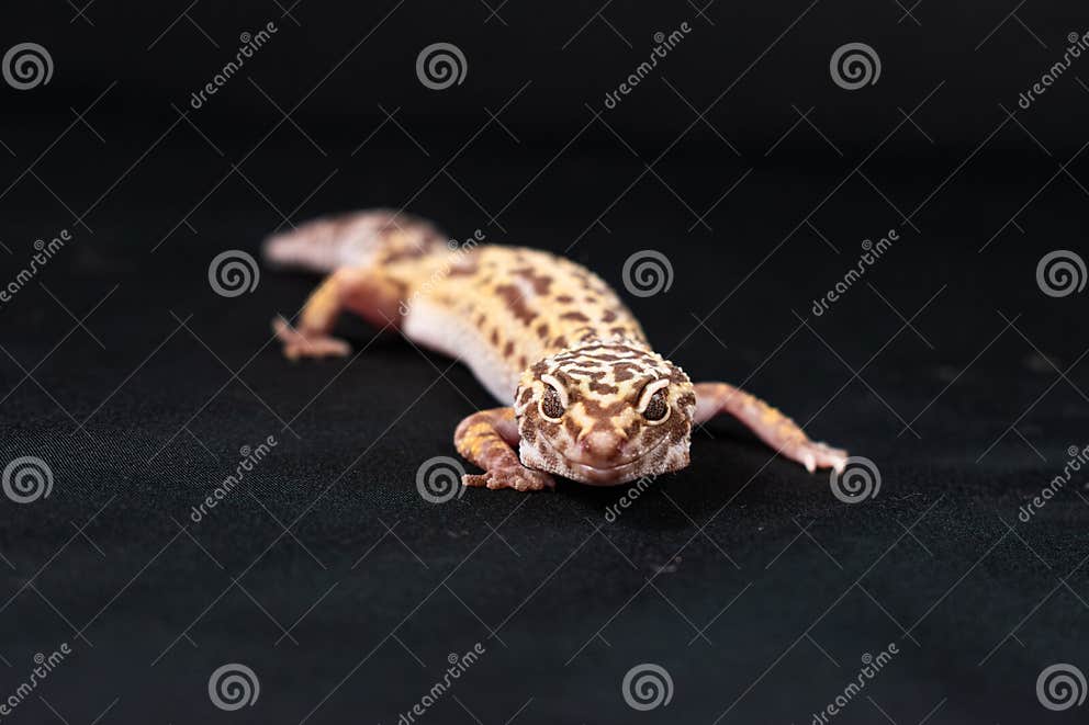 Leopard Gecko on Black Background Stock Image - Image of closeup ...