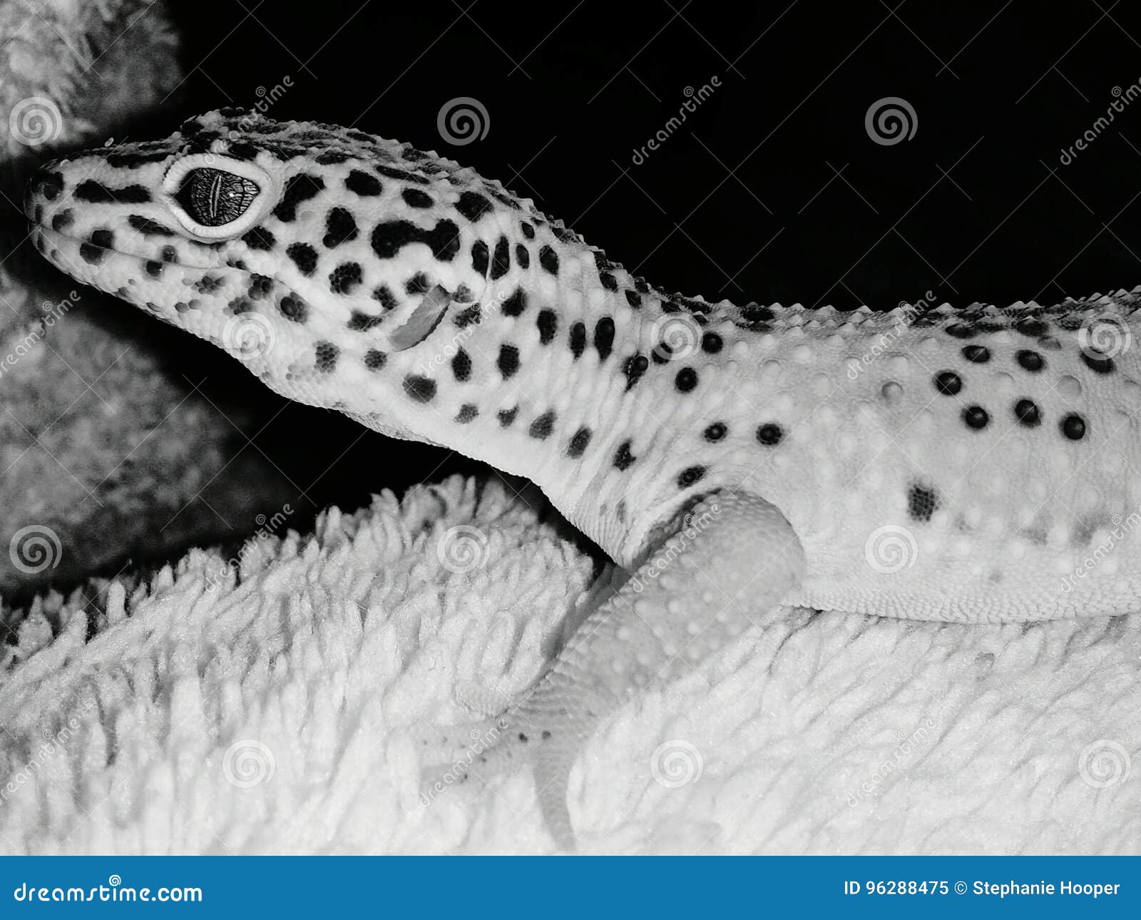 Leopard gecko stock image. Image of closeup, white, black - 96288475