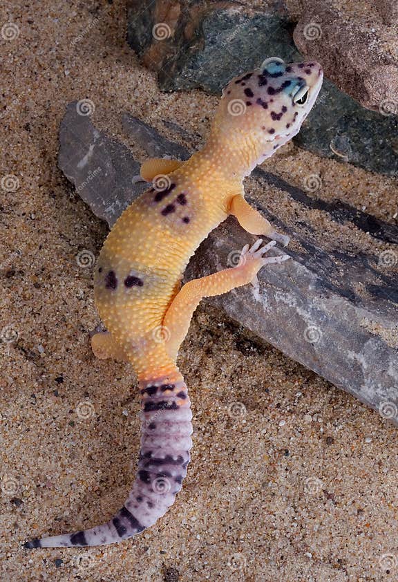 Leopard gecko climbing stock photo. Image of colorful - 4137668
