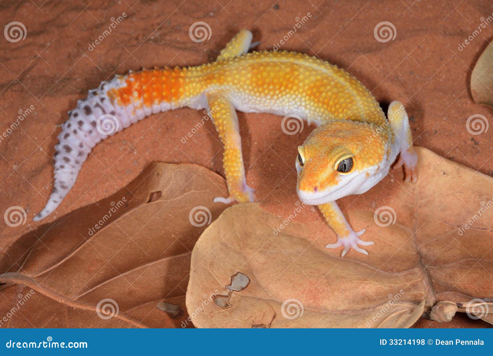 Leopard Gecko With Black And Yellow Spots Close Up With Tongue Sticking ...