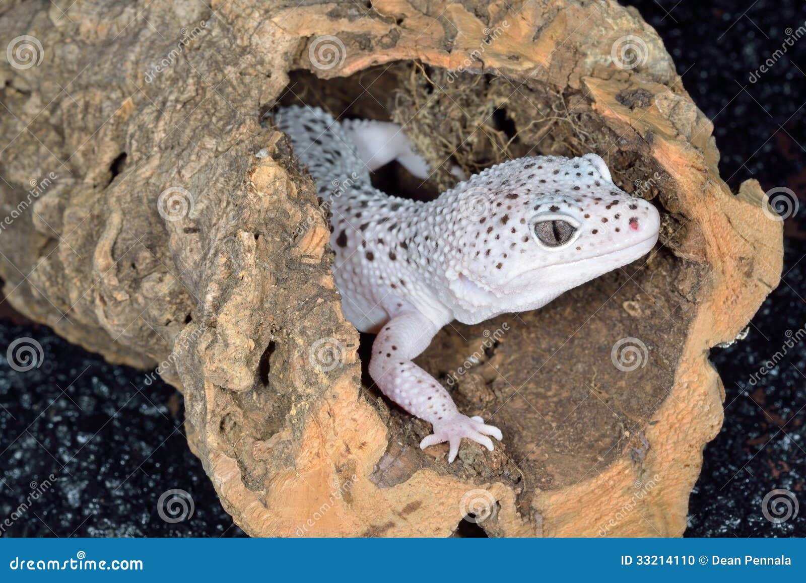 Leopard Gecko stock photo. Image of nature, face, natural - 33214110