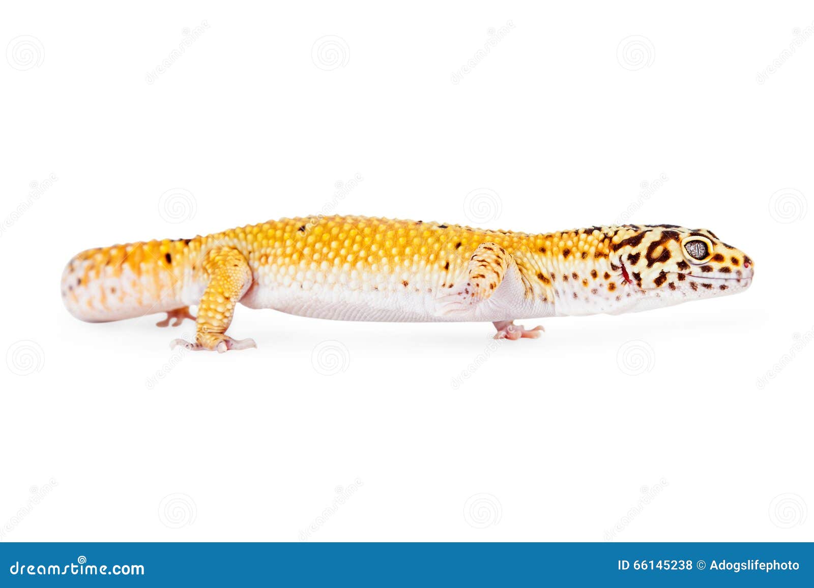 Leopard Gecko Crawling Forward Stock Photo - Image of gecko, exotic ...