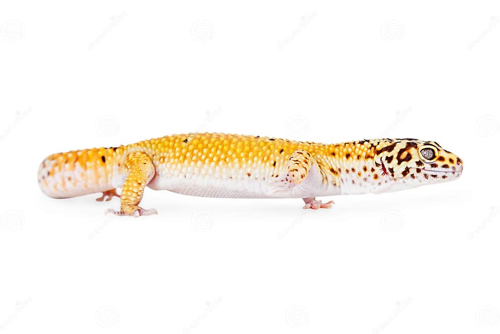 Leopard Gecko Crawling Forward Stock Photo - Image of gecko, exotic ...