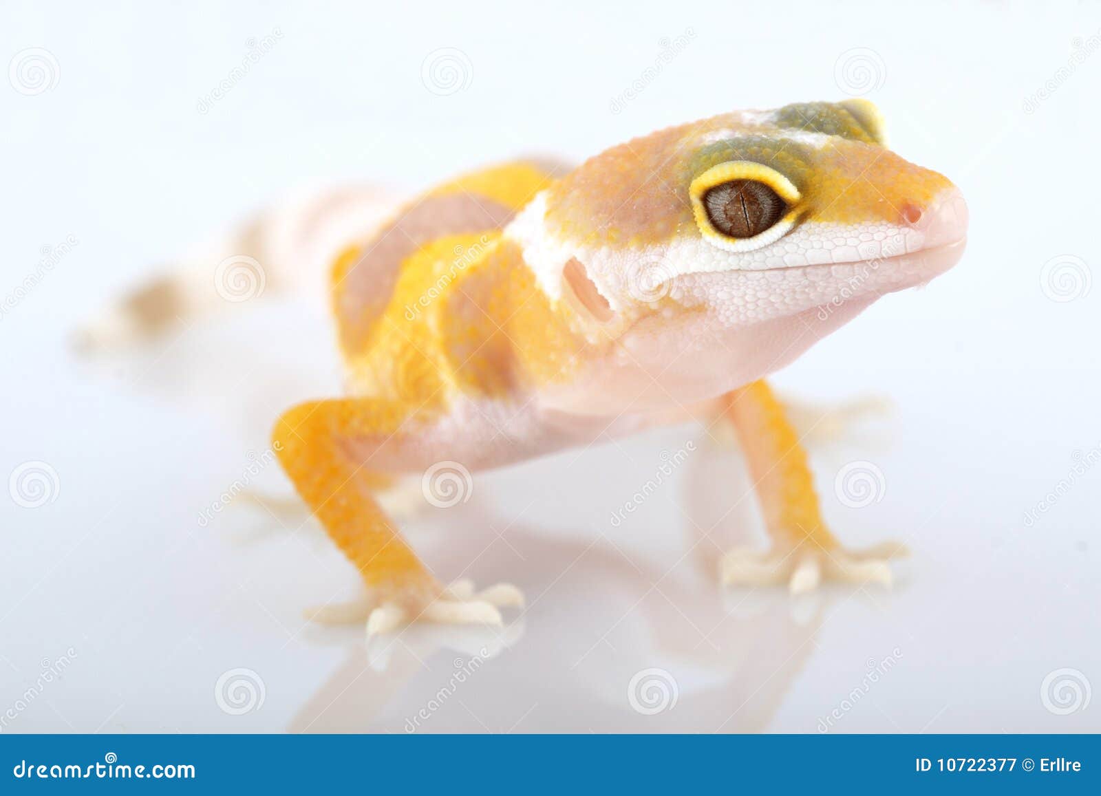 Leopard Gecko Eublepharis Macularius Stock Image - Image of albinism ...