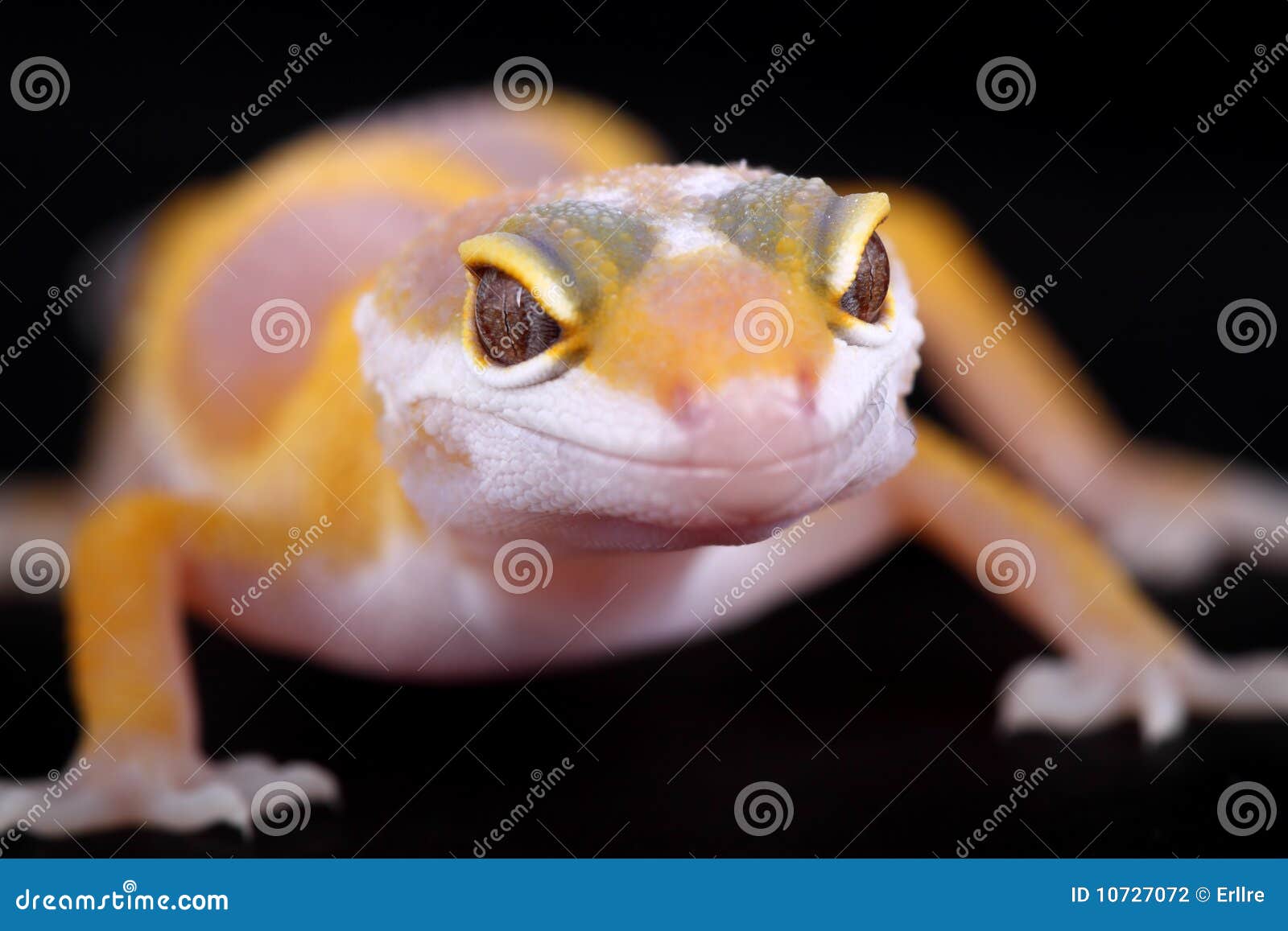 Leopard Gecko Eublepharis Macularius Stock Photo - Image of macro ...