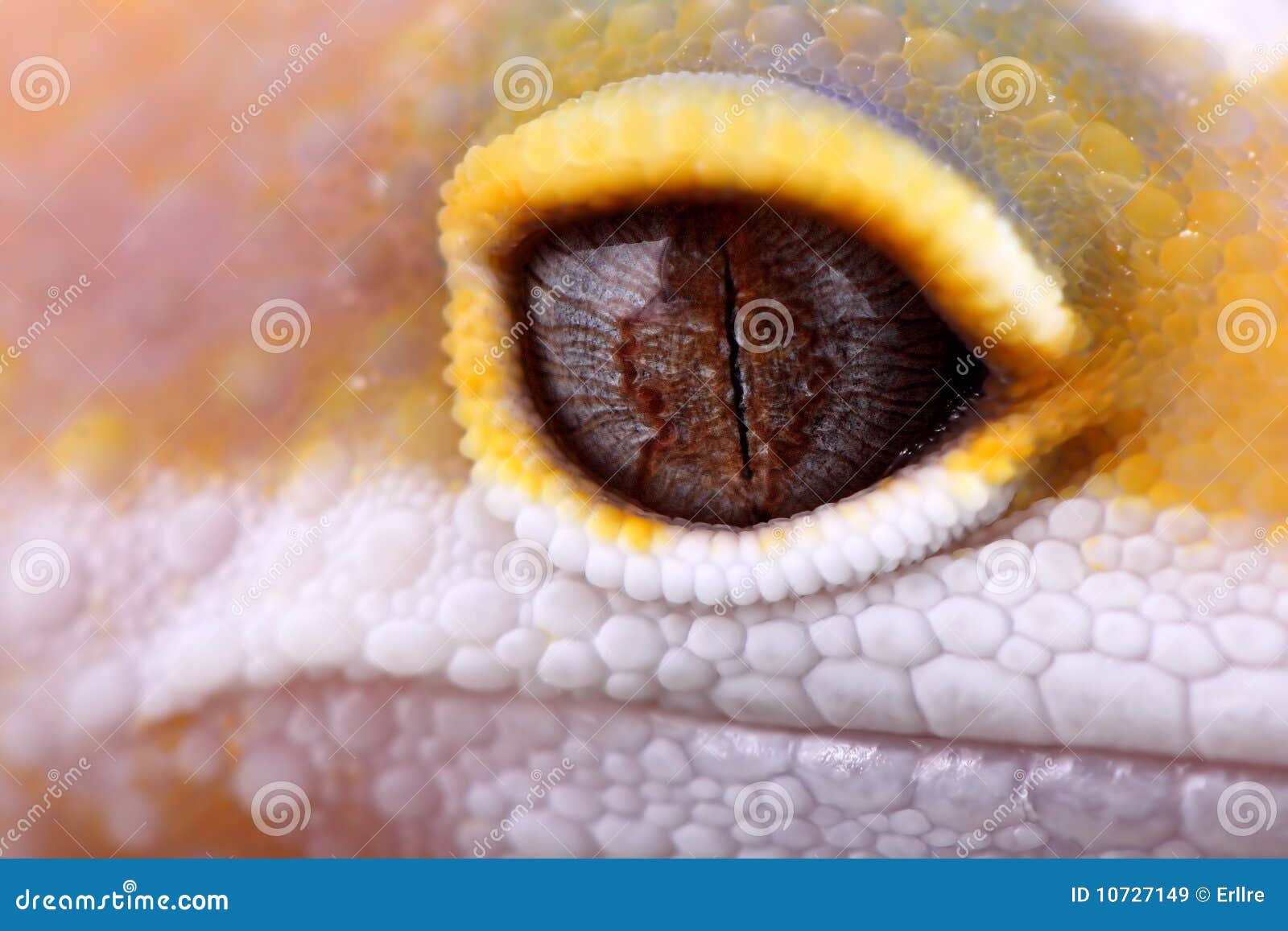 Leopard Gecko Eublepharis Macularius Stock Image - Image of leopard ...