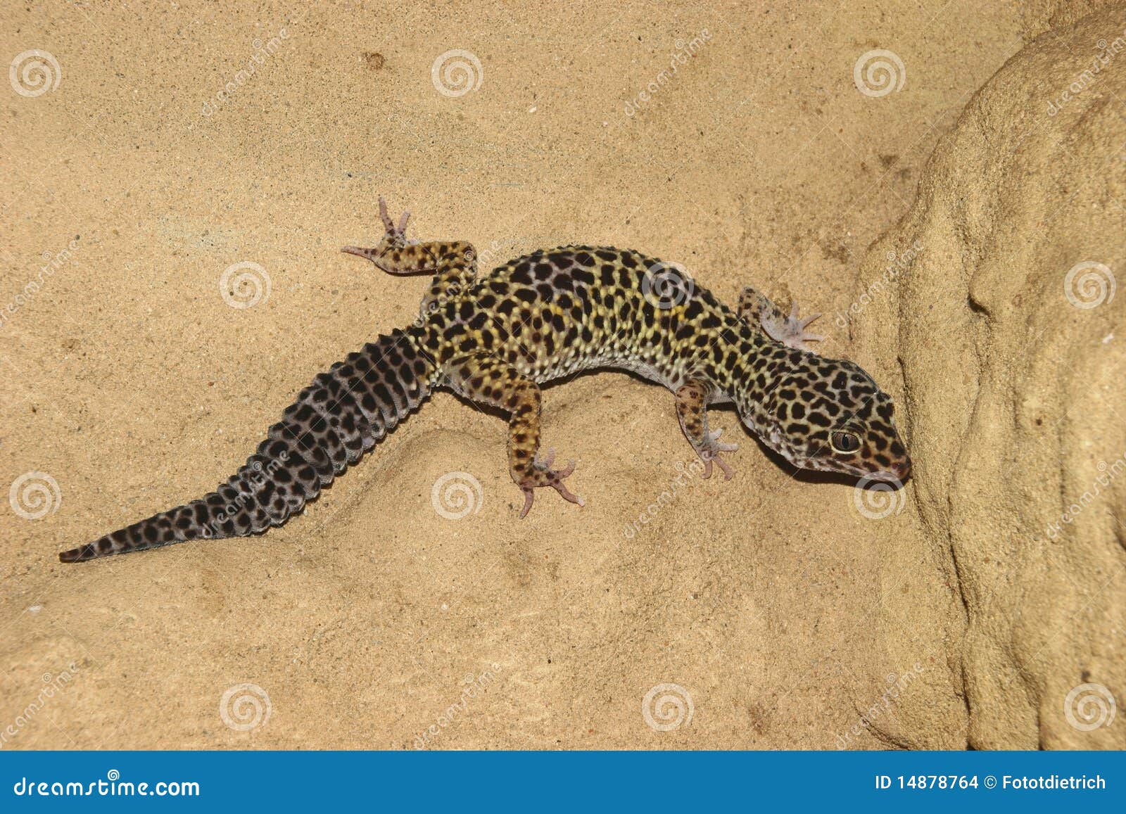 Leopard Gecko (Eublepharis Macularius) Stock Photo - Image of white ...