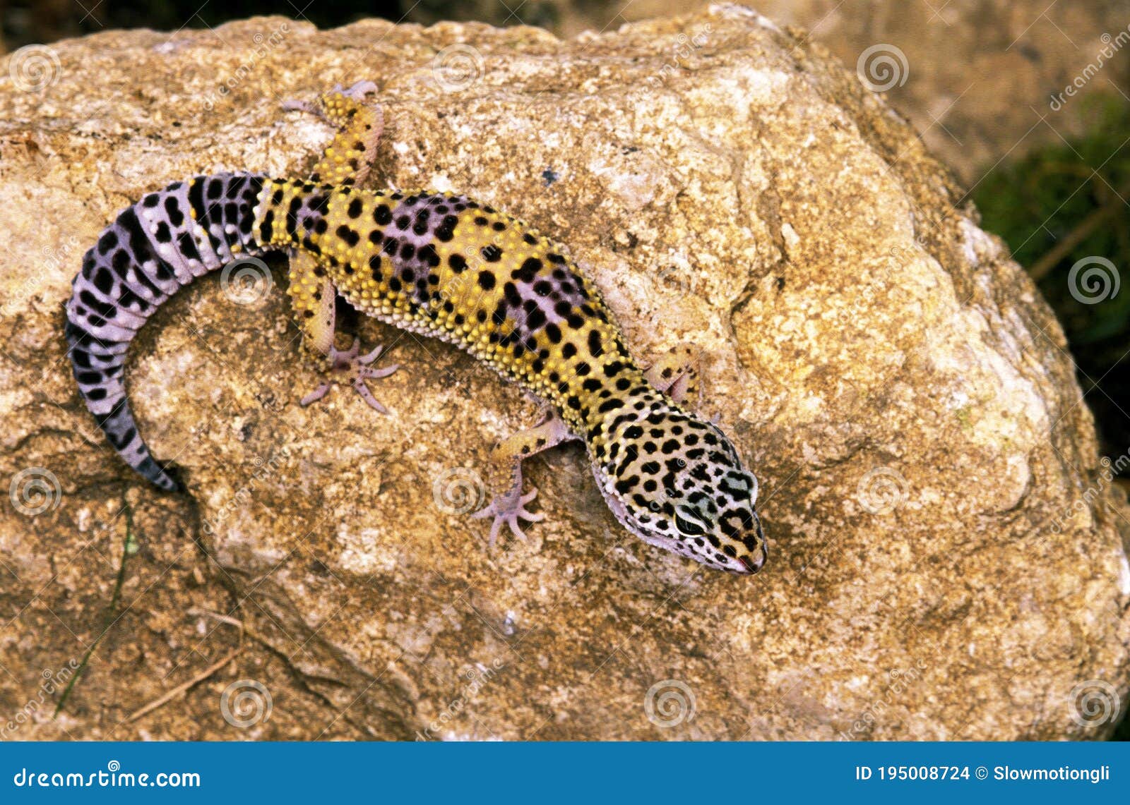 Leopard Gecko, Eublepharis Macularius Stock Photo - Image of nocturnal ...