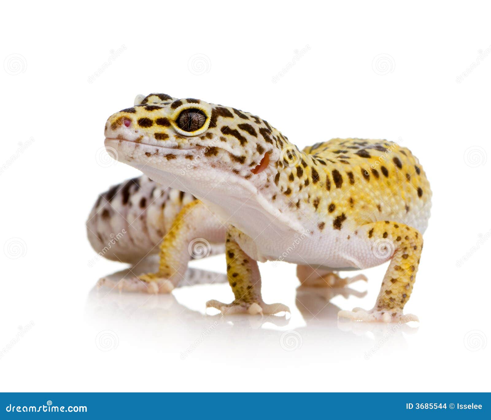 Leopard Gecko - Eublepharis Macularius Stock Photo - Image of color ...