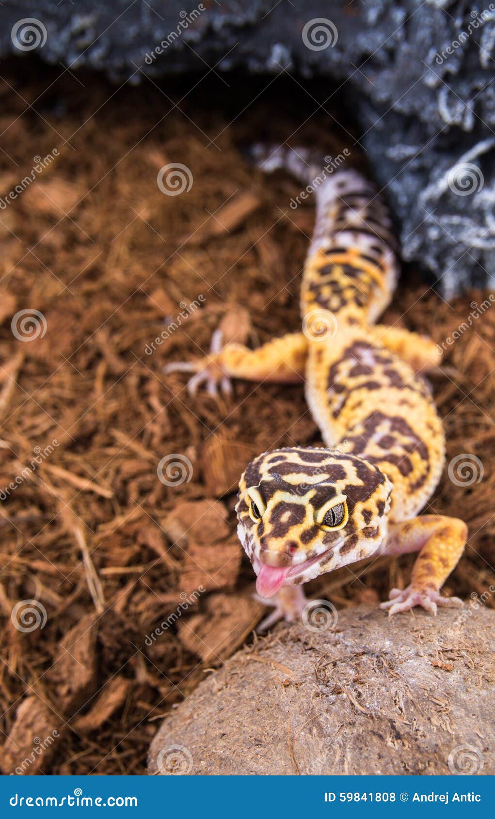 Leopard gecko stock photo. Image of desert, colorful - 59841808