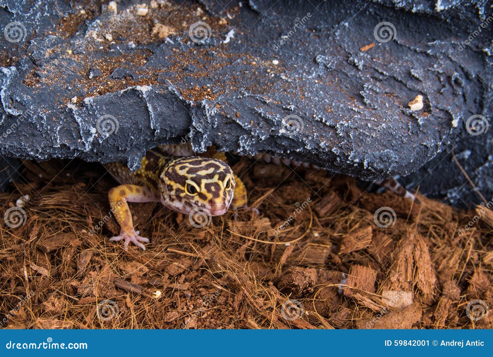 Leopard gecko stock image. Image of hides, tongue, leopard - 59842001