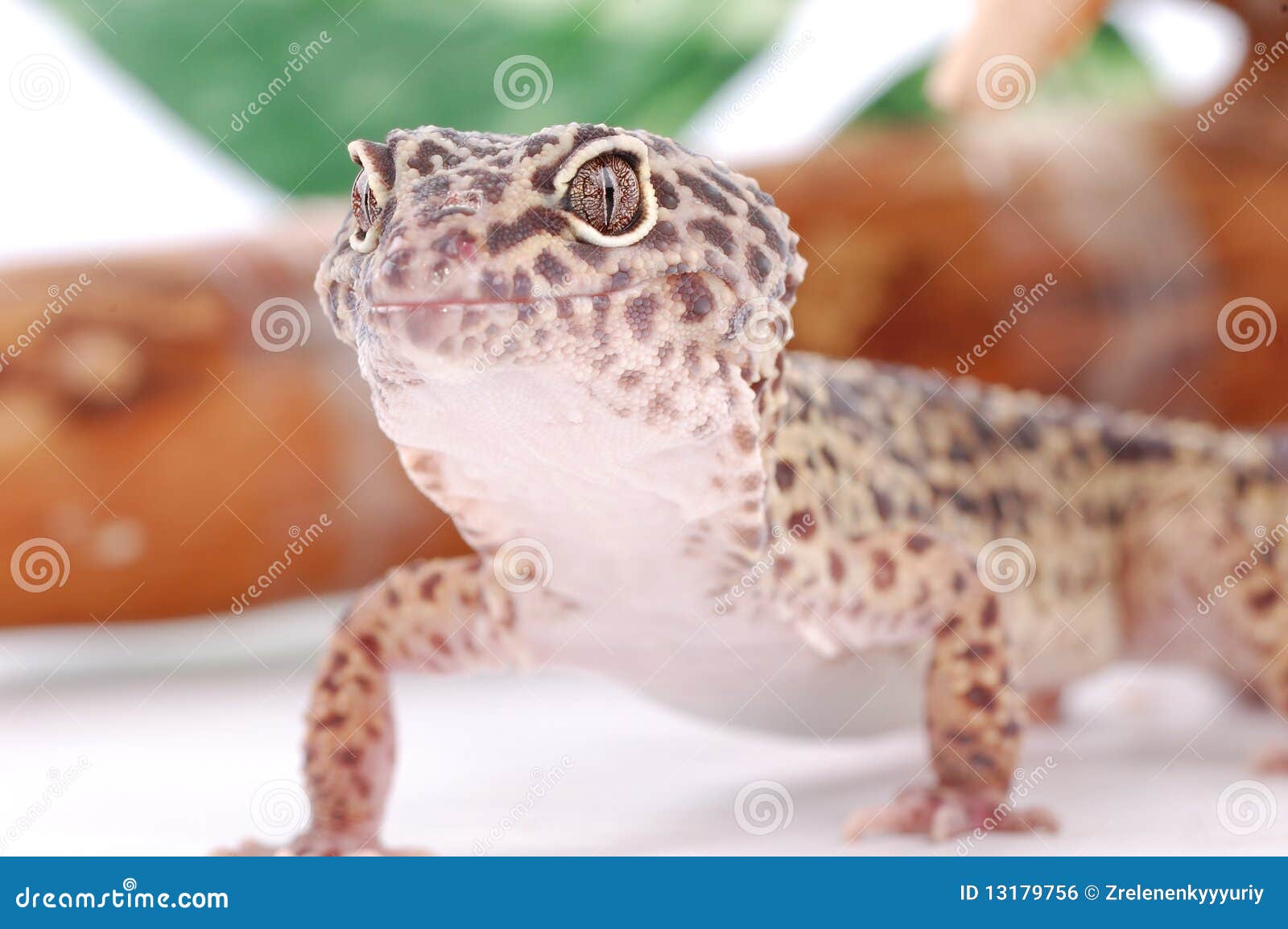 Leopard Gecko, Eublepharis. Tropical Lizard Stock Photo - Image of ...