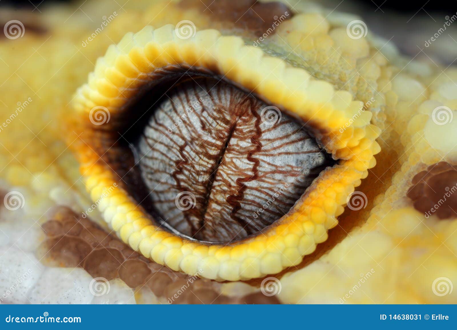 Leopard gecko eye stock image. Image of reptile, animal - 14638031