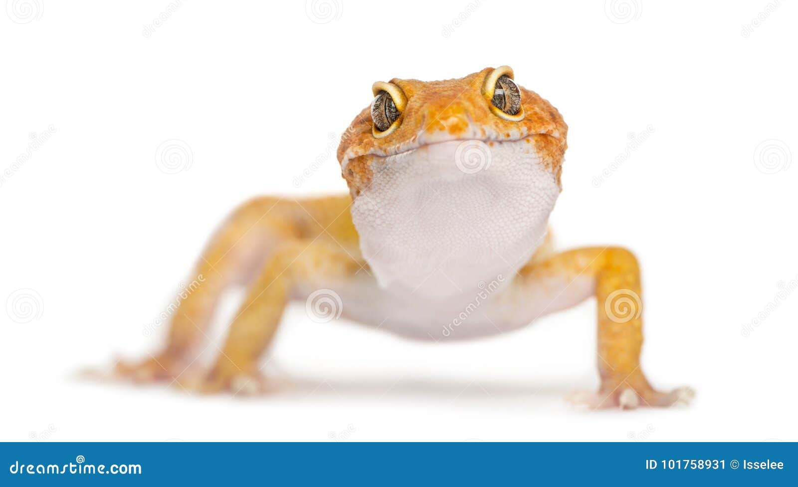 Leopard Gecko Facing the Camera, Stock Image - Image of camera, lizard ...