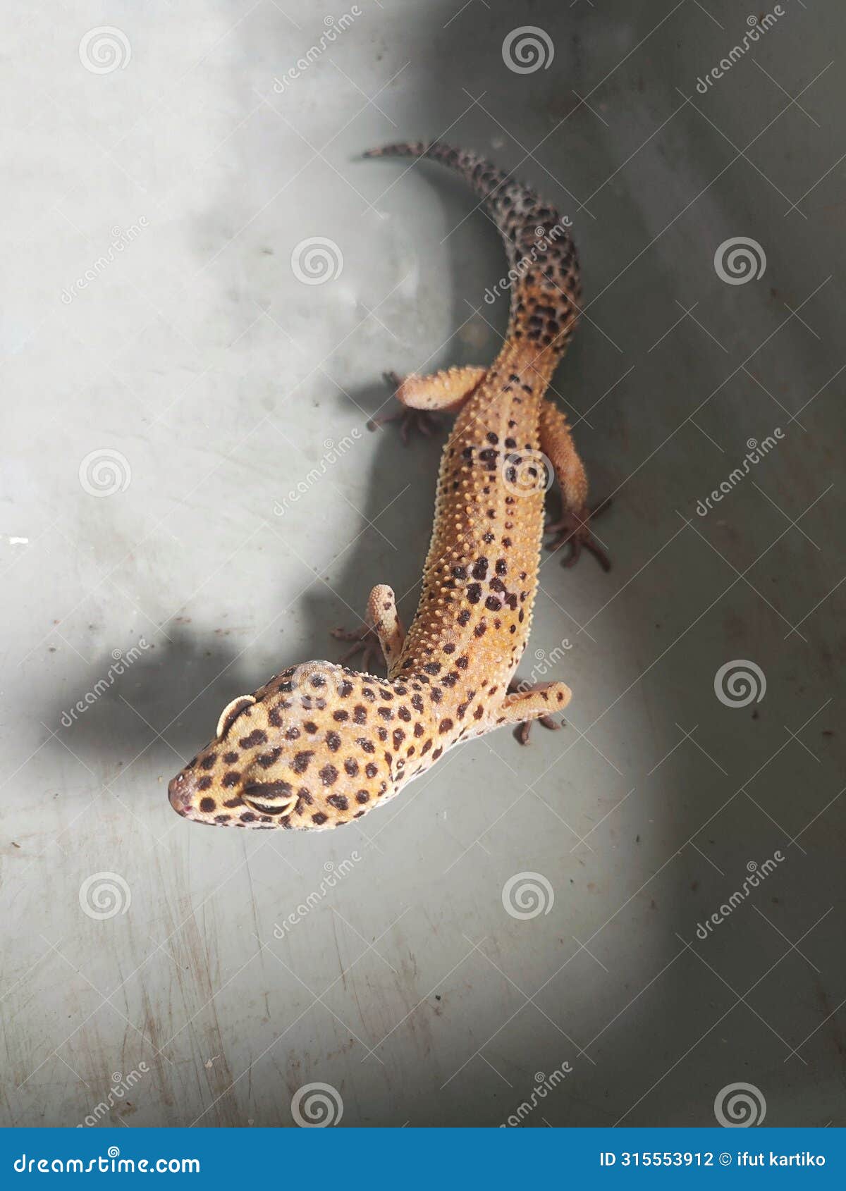 Leopard Gecko on the Floor with a Beautiful Body Pattern Stock Photo ...