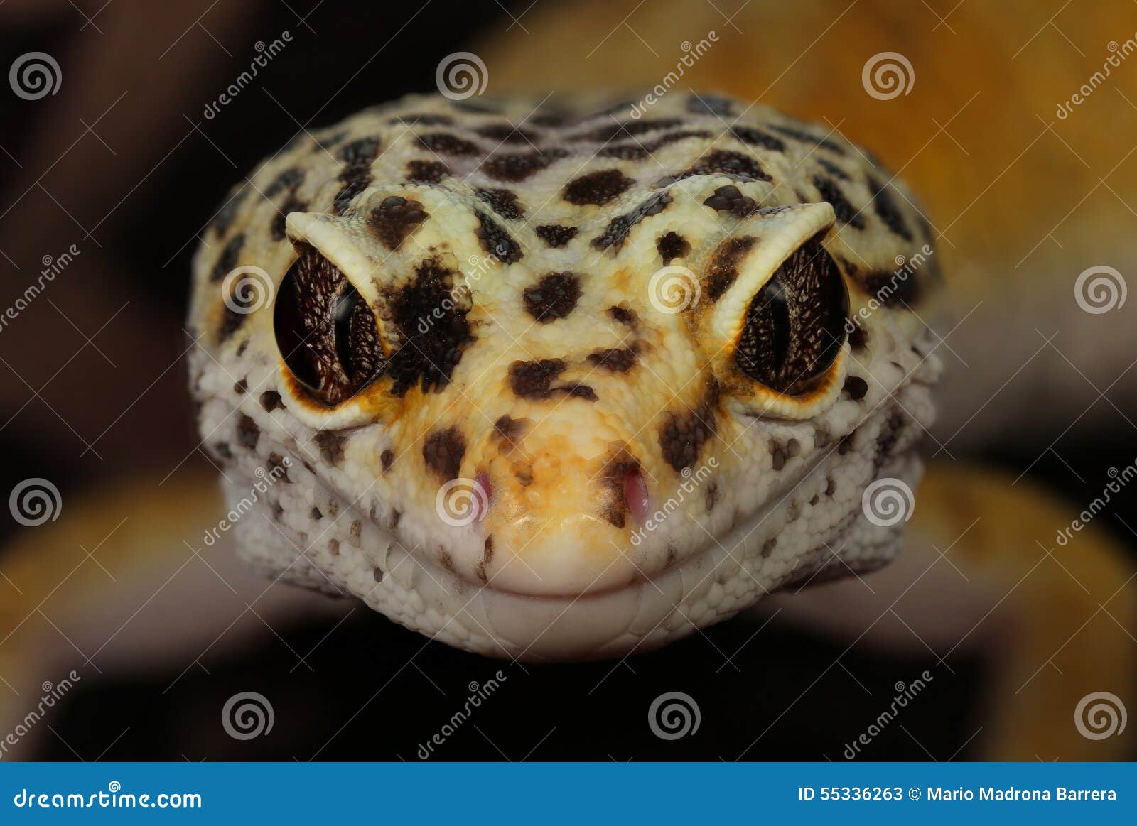 Leopard Gecko stock image. Image of rock, exotic, rocky - 55336263