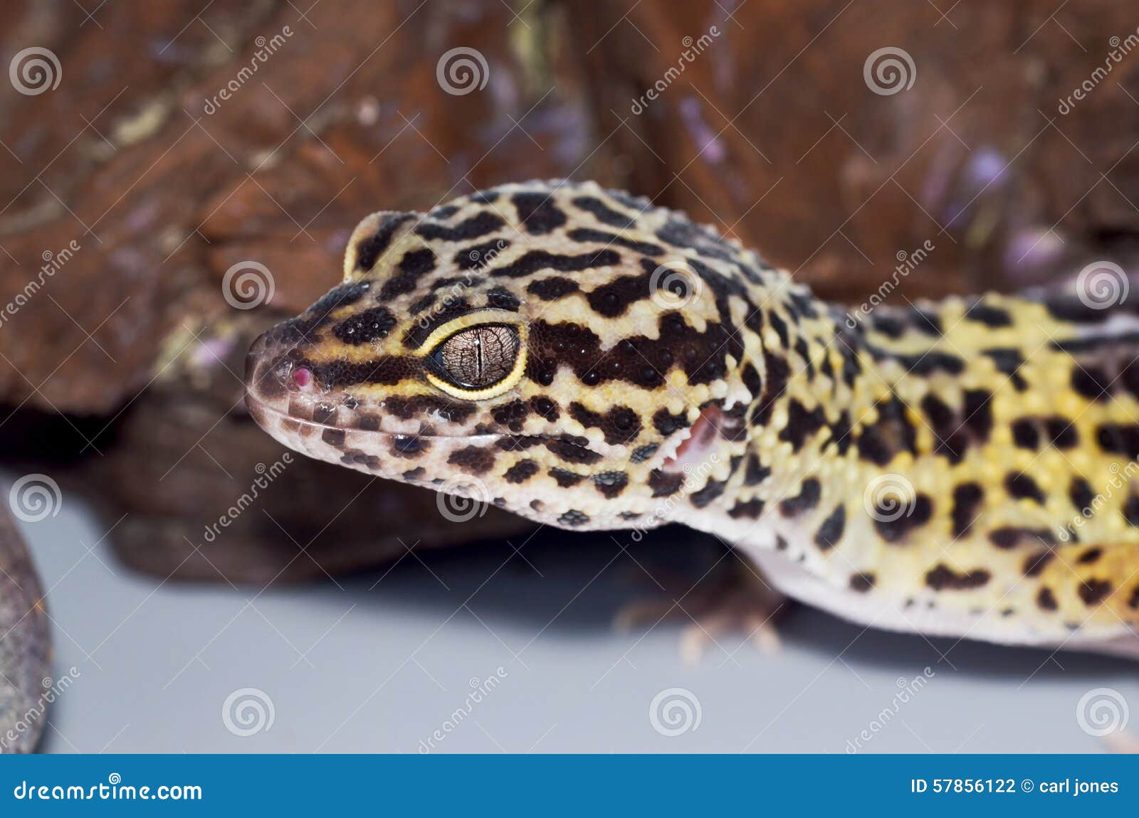 Leopard Gecko in Front of Rock Stock Photo - Image of environment ...