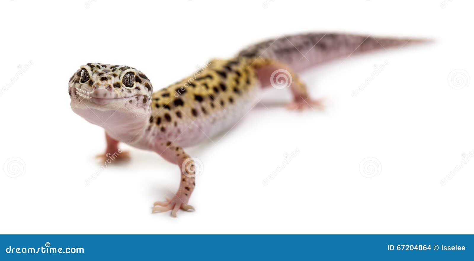 Leopard gecko stock photo. Image of isolated, gecko, happy - 67204064
