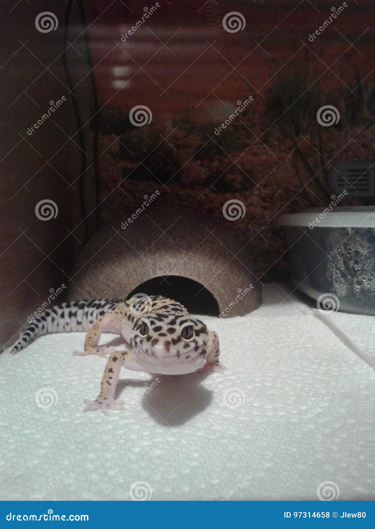 Leopard Gecko stock photo. Image of smiling, reptile - 97314658
