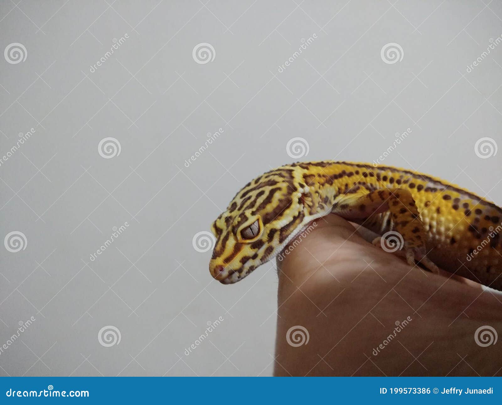 Leopard Gecko in Hand stock photo. Image of wood, leaf - 199573386