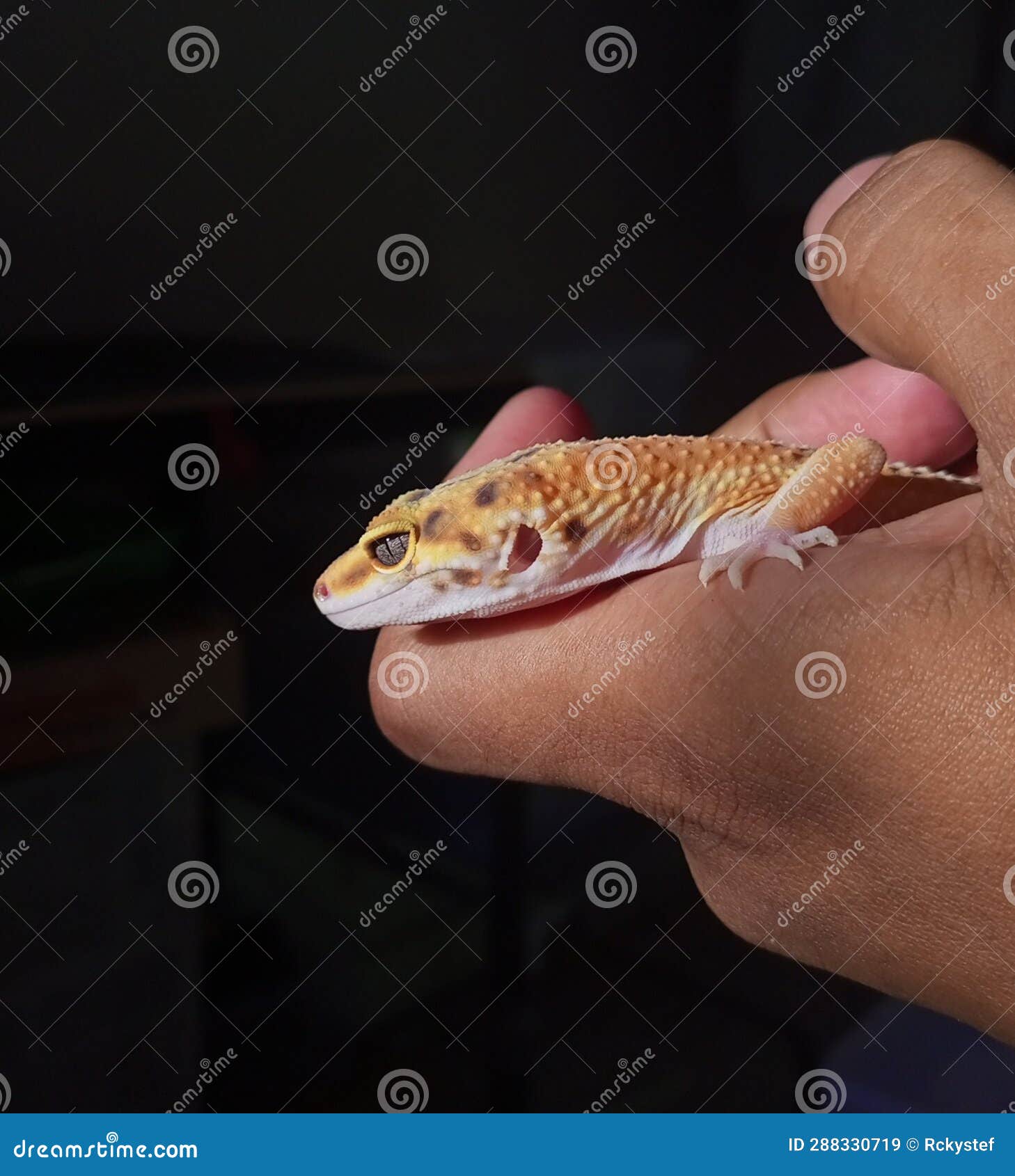 A leopard gecko in hand stock image. Image of leopard - 288330719