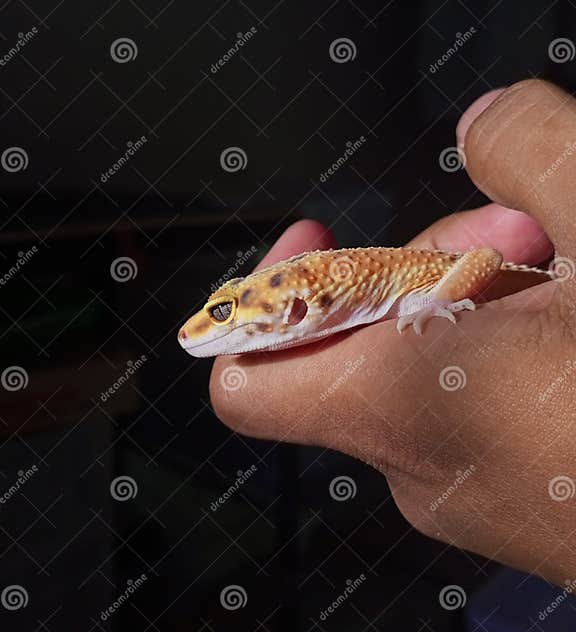 A leopard gecko in hand stock image. Image of leopard - 288330719