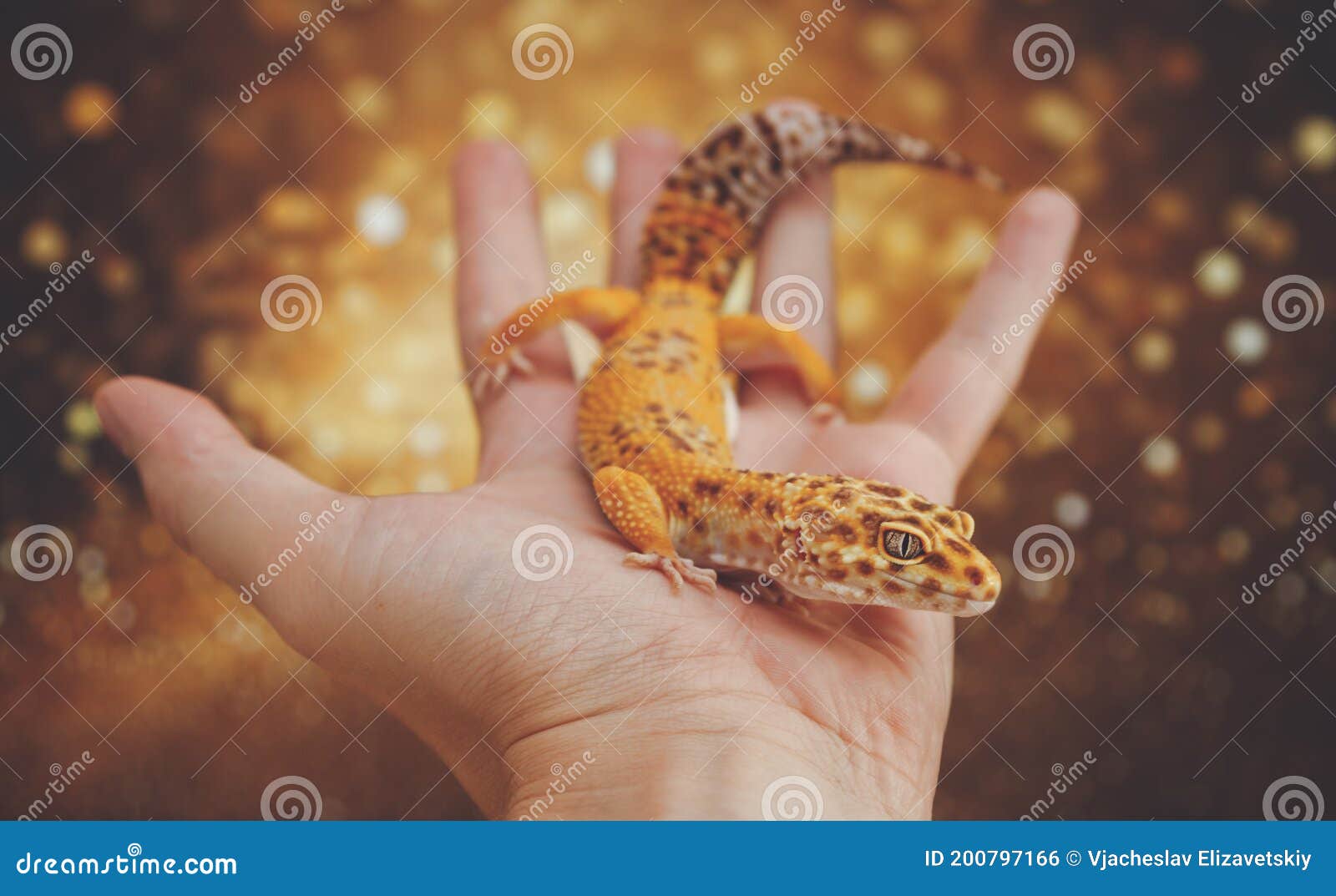 Leopard gecko on the hand stock photo. Image of gecko - 200797166