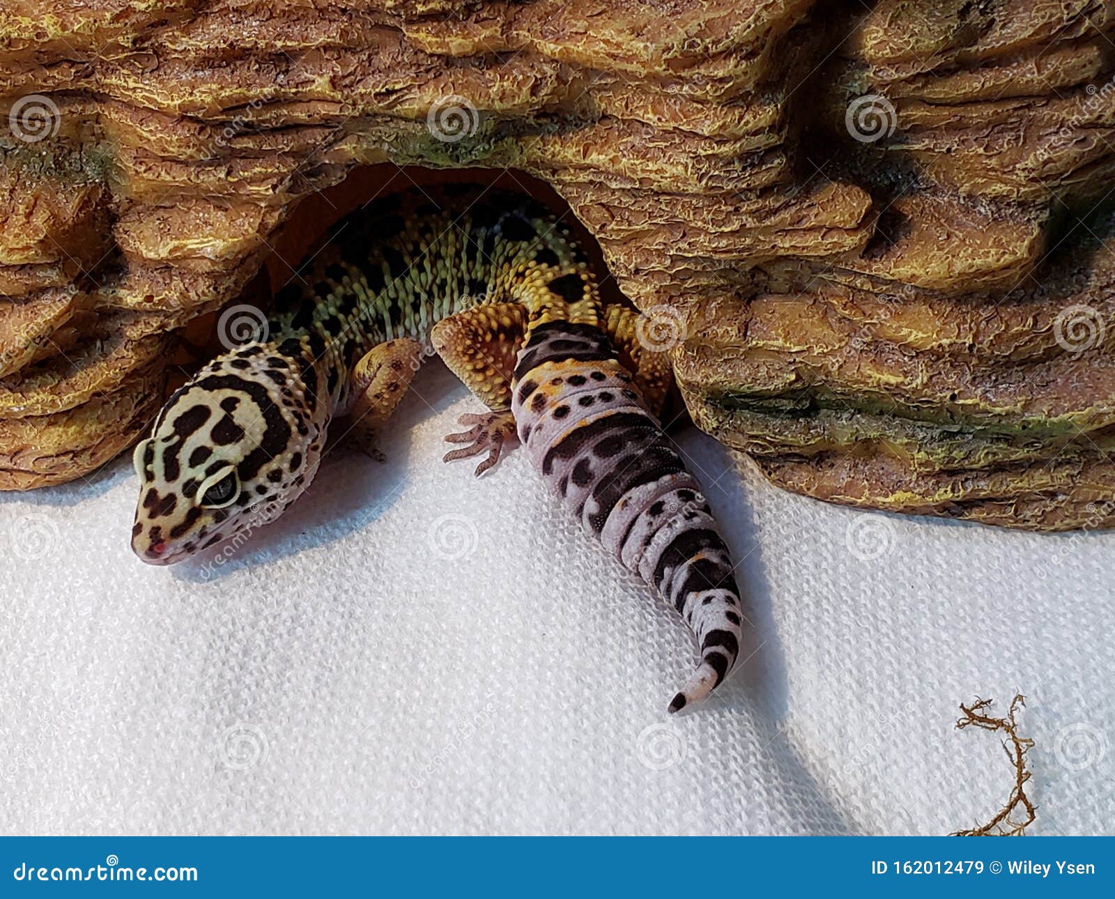 Leopard Gecko Hiding stock image. Image of spots, stripes - 162012479