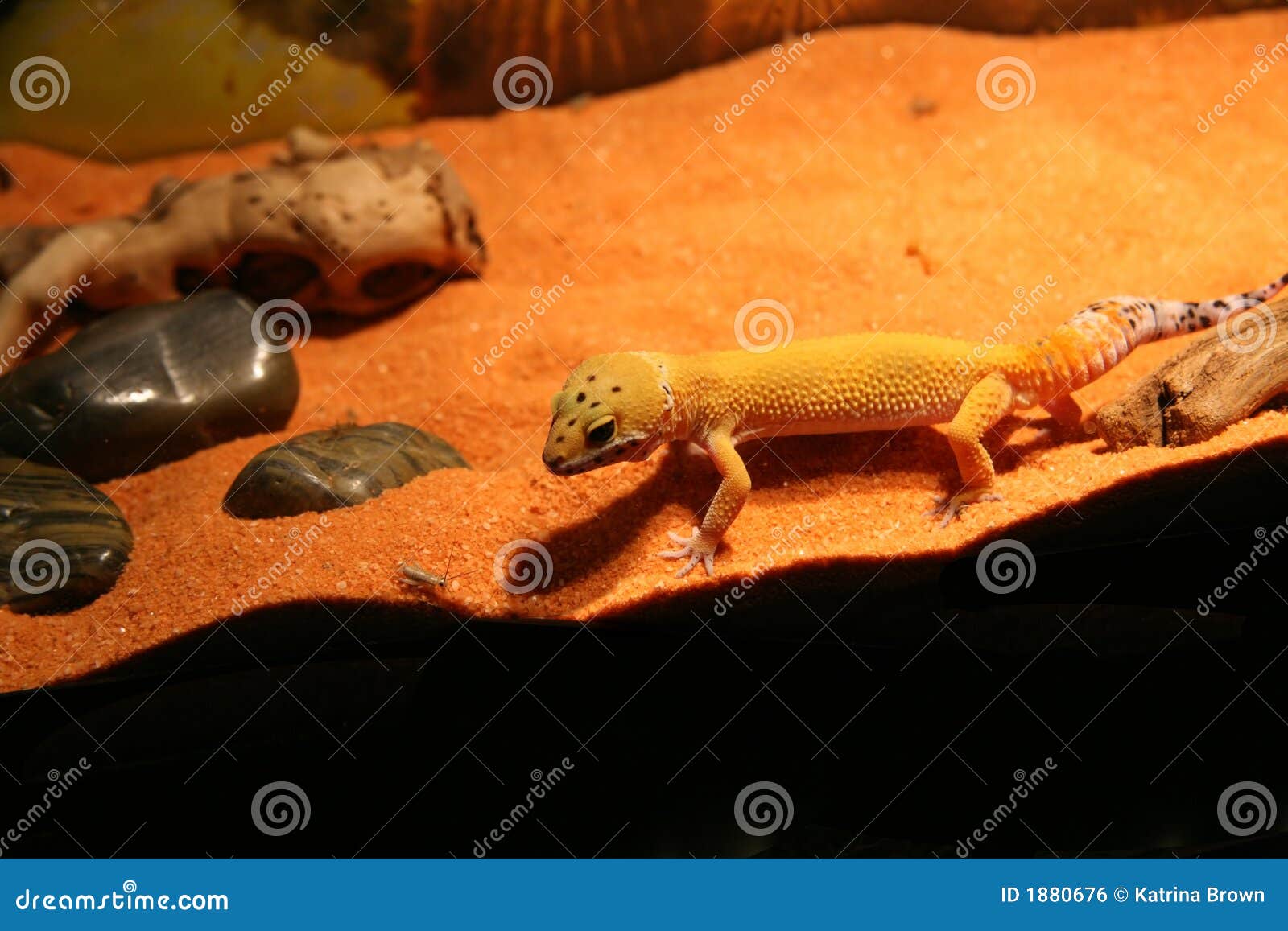 Leopard Gecko Hunting stock photo. Image of camoflauge - 1880676