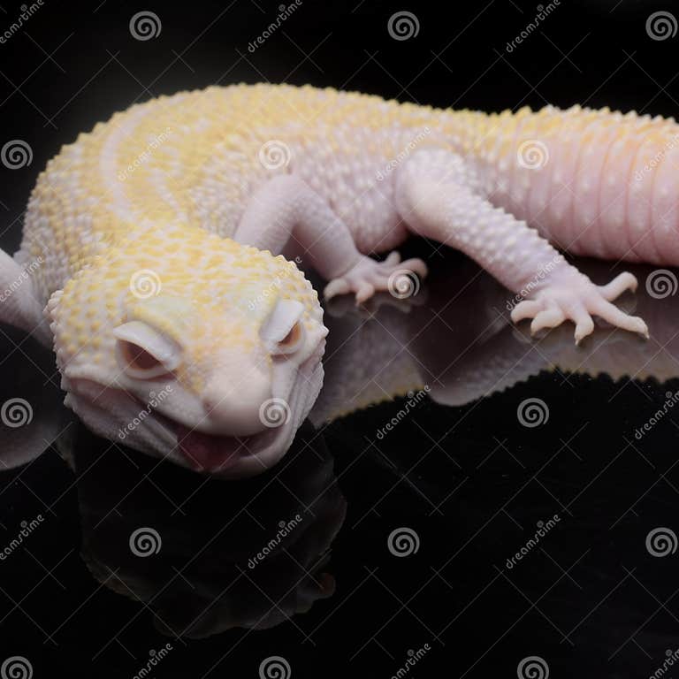 Leopard Gecko Lizard,black Background, Eublepharis Macularius Stock ...