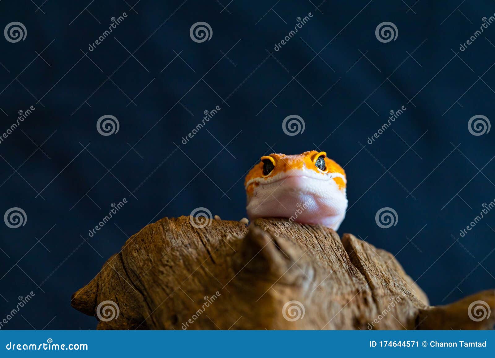 Leopard Gecko Lizard, Close Up Macro. Cute Leopard Gecko Portrait ...