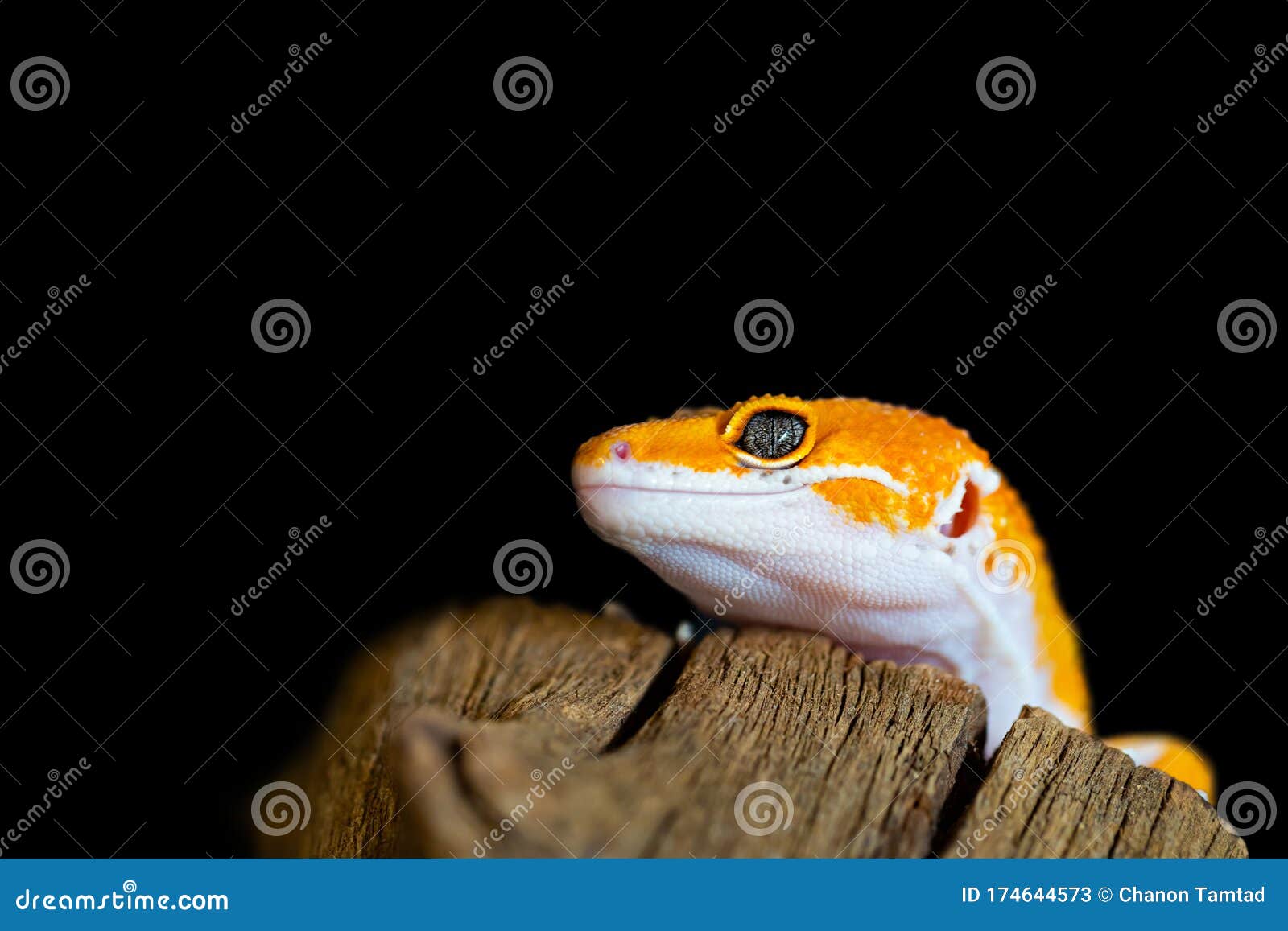 Leopard Gecko Lizard, Close Up Macro. Cute Leopard Gecko Portrait & X28 ...