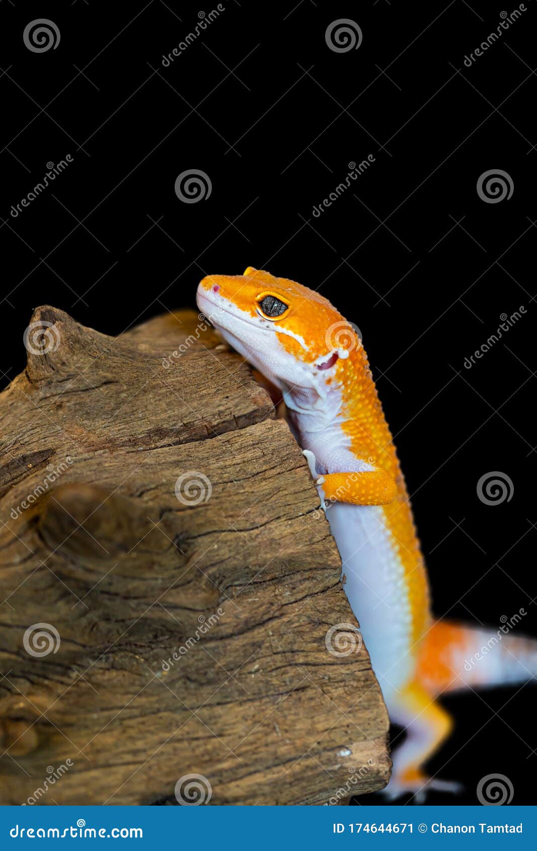 Leopard Gecko Lizard, Close Up Macro. Cute Leopard Gecko Portrait ...