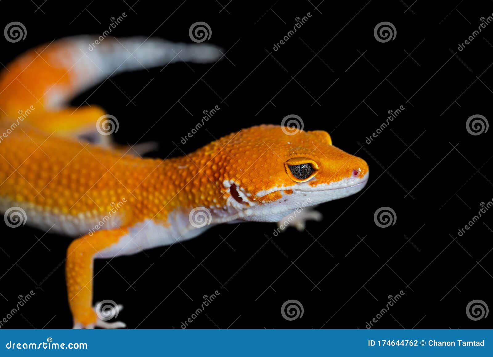 Leopard Gecko Lizard, Close Up Macro. Cute Leopard Gecko Portrait ...