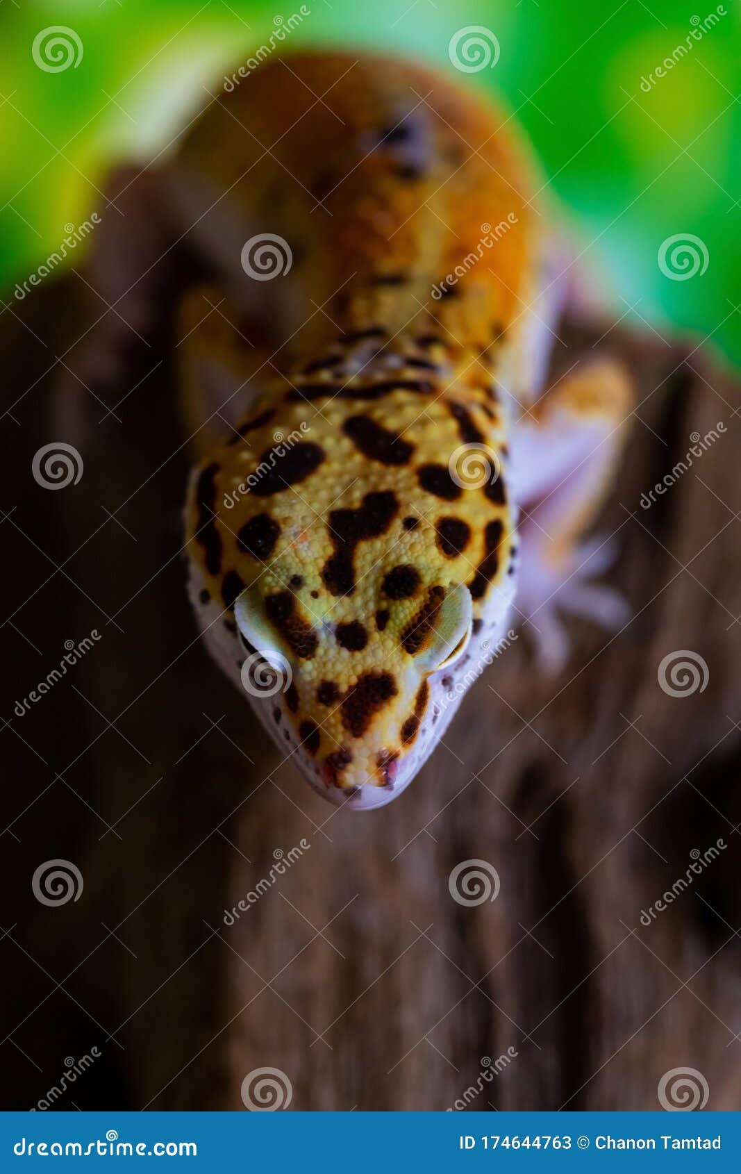 Leopard Gecko Lizard, Close Up Macro. Cute Leopard Gecko Portrait & X28 ...