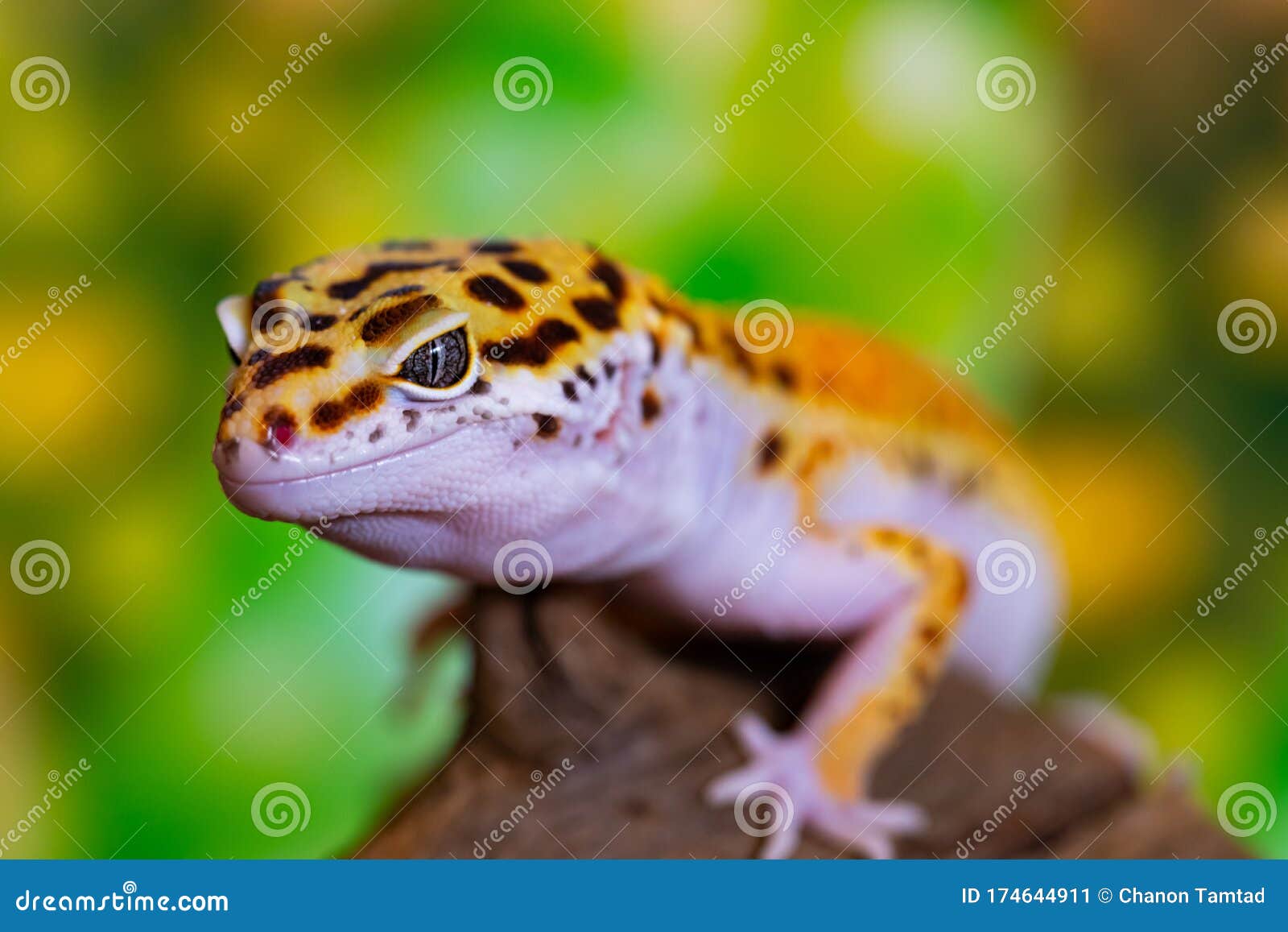 Leopard Gecko Lizard, Close Up Macro. Cute Leopard Gecko Portrait ...
