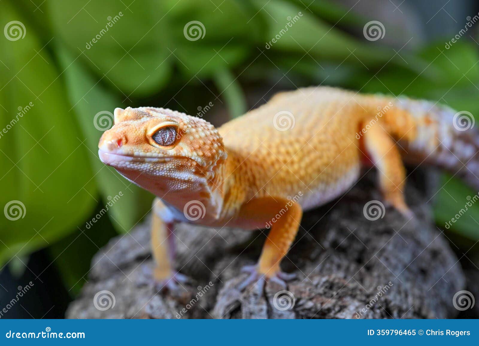 Leopard Gecko on a log stock image. Image of macro, crawl - 359796465