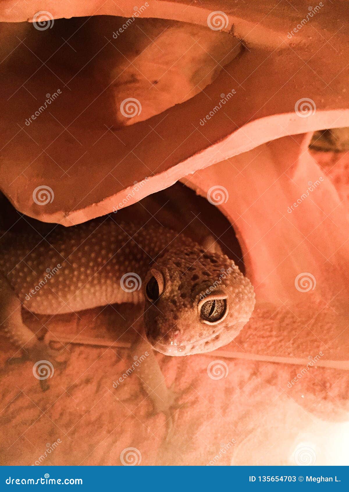 Leopard gecko stock image. Image of looking, animal - 135654703