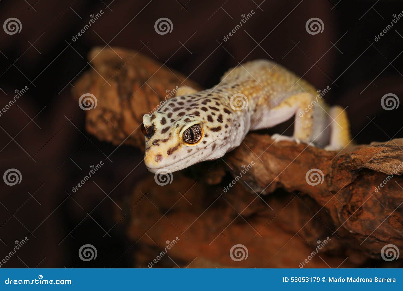Leopard Gecko stock image. Image of lizard, ground, rock - 53053179