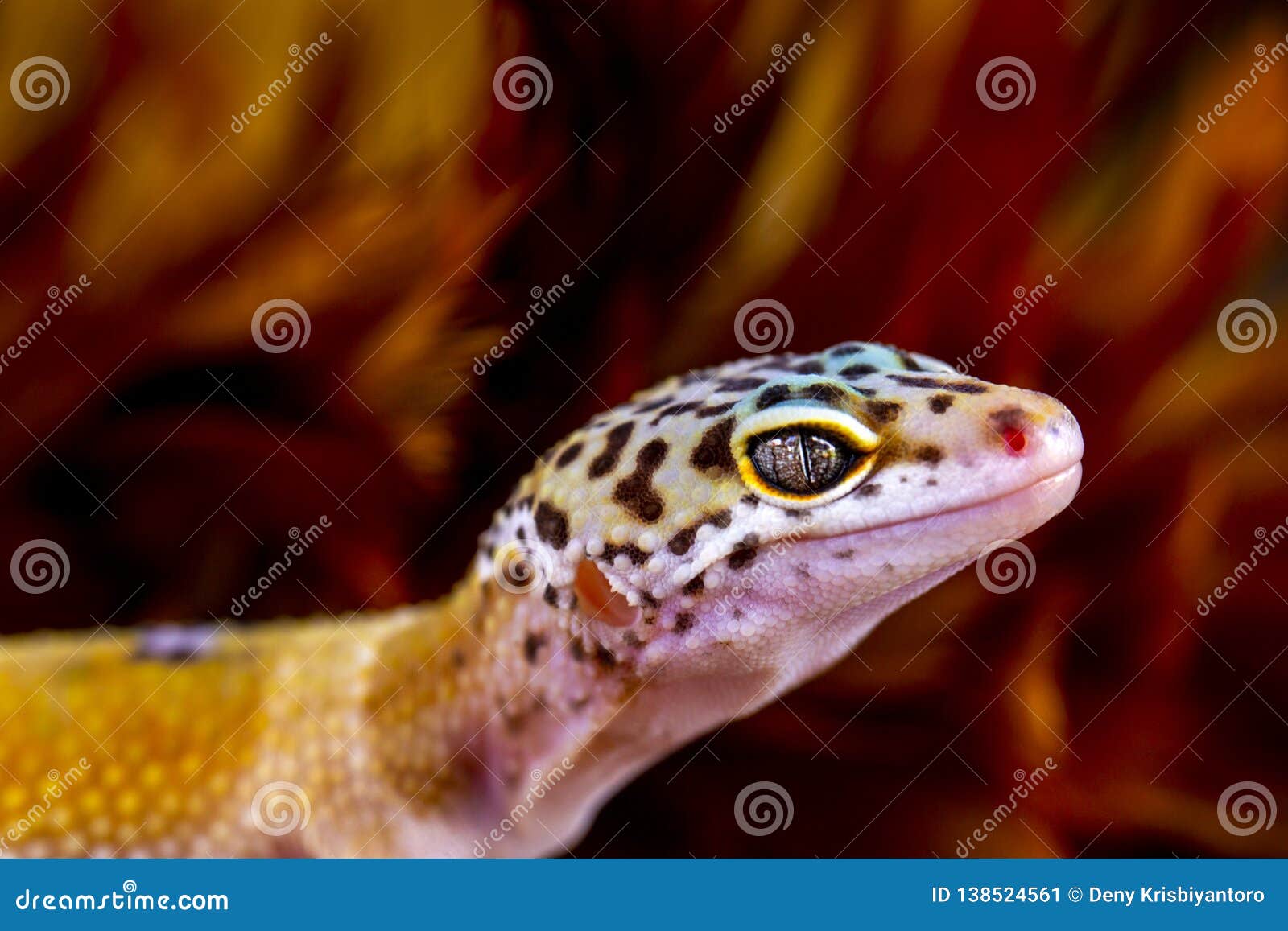 Leopard Gecko in Macro stock image. Image of meters - 138524561