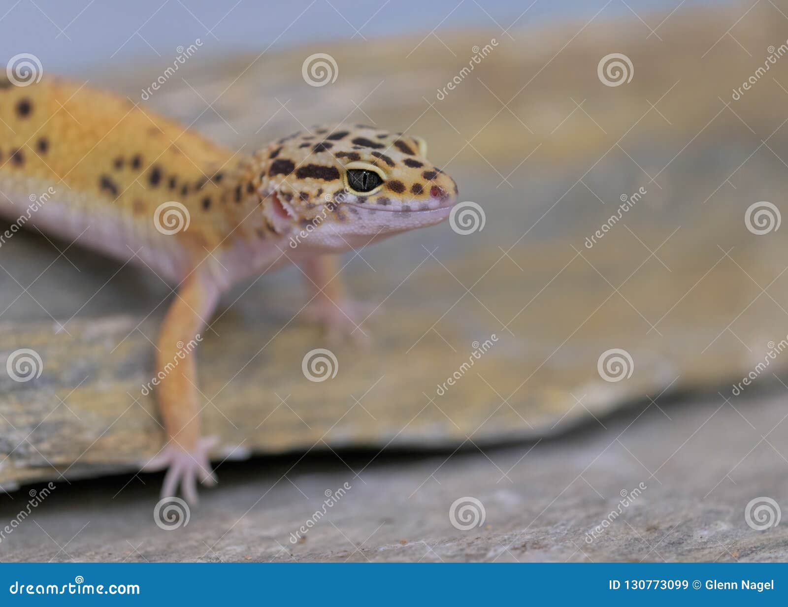 Common Leopard Gecko Portrait Stock Image - Image of black, horizontal ...