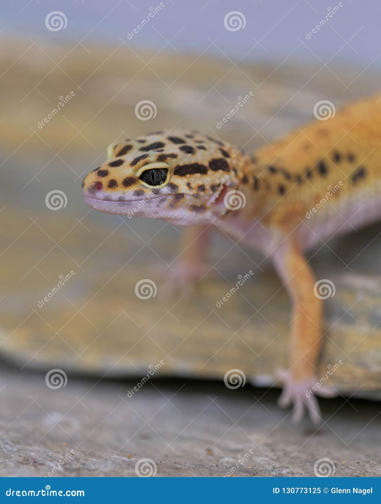Common Leopard Gecko On Rock Stock Photography | CartoonDealer.com ...
