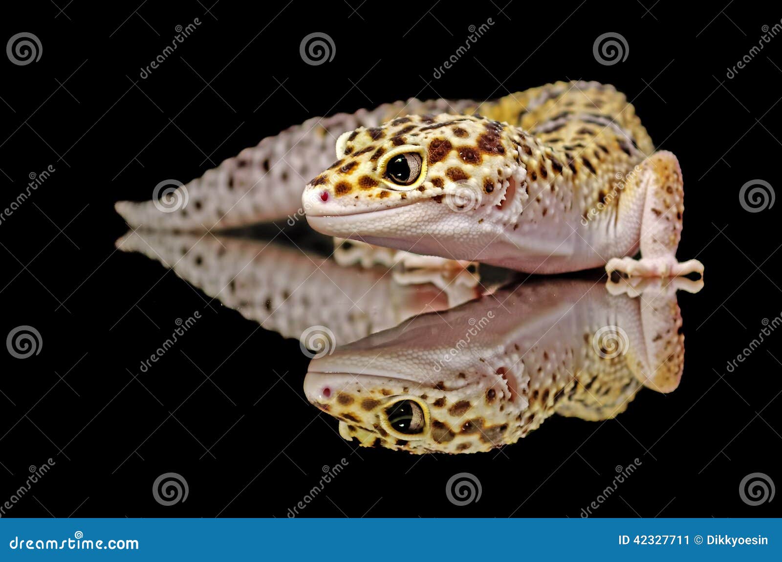 Leopard gecko stock image. Image of yellow, green, science - 42327711