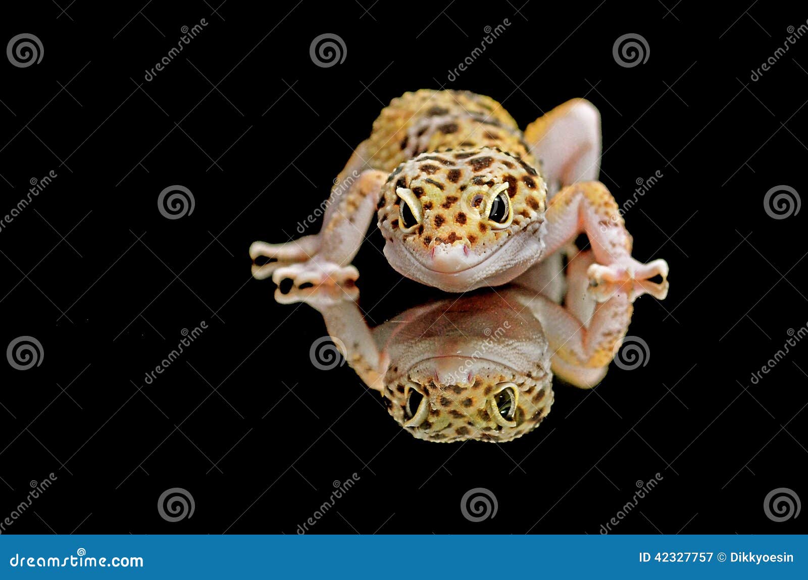 Leopard gecko stock image. Image of beauty, wild, scale - 42327757