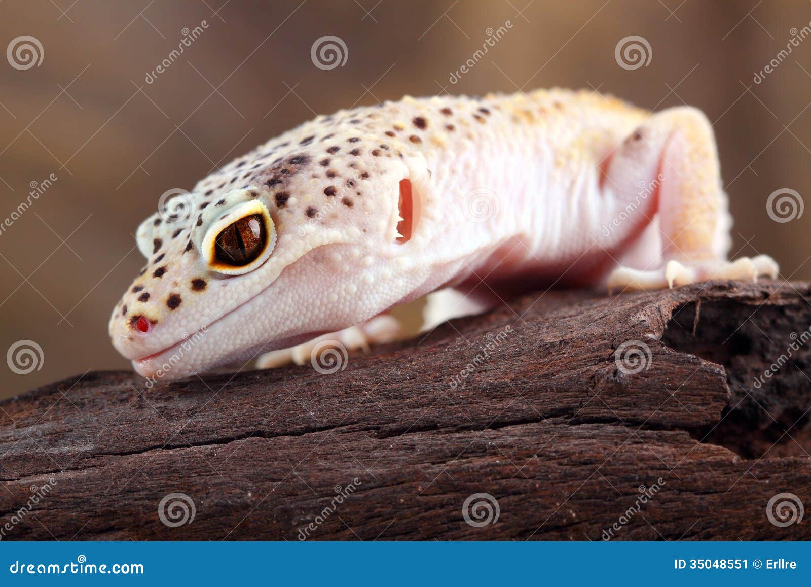 Leopard gecko stock image. Image of primal, front, lizard - 35048551