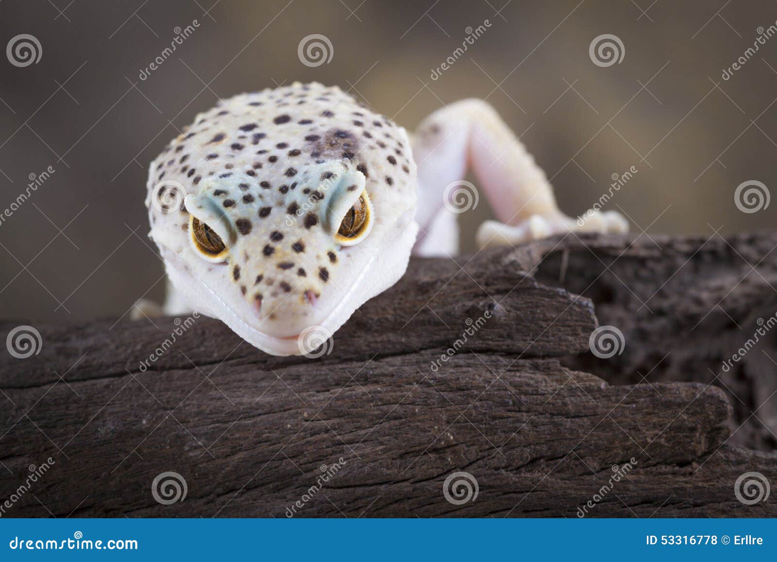 Leopard Gecko stock photo. Image of eublepharis, vertebrate - 53316778