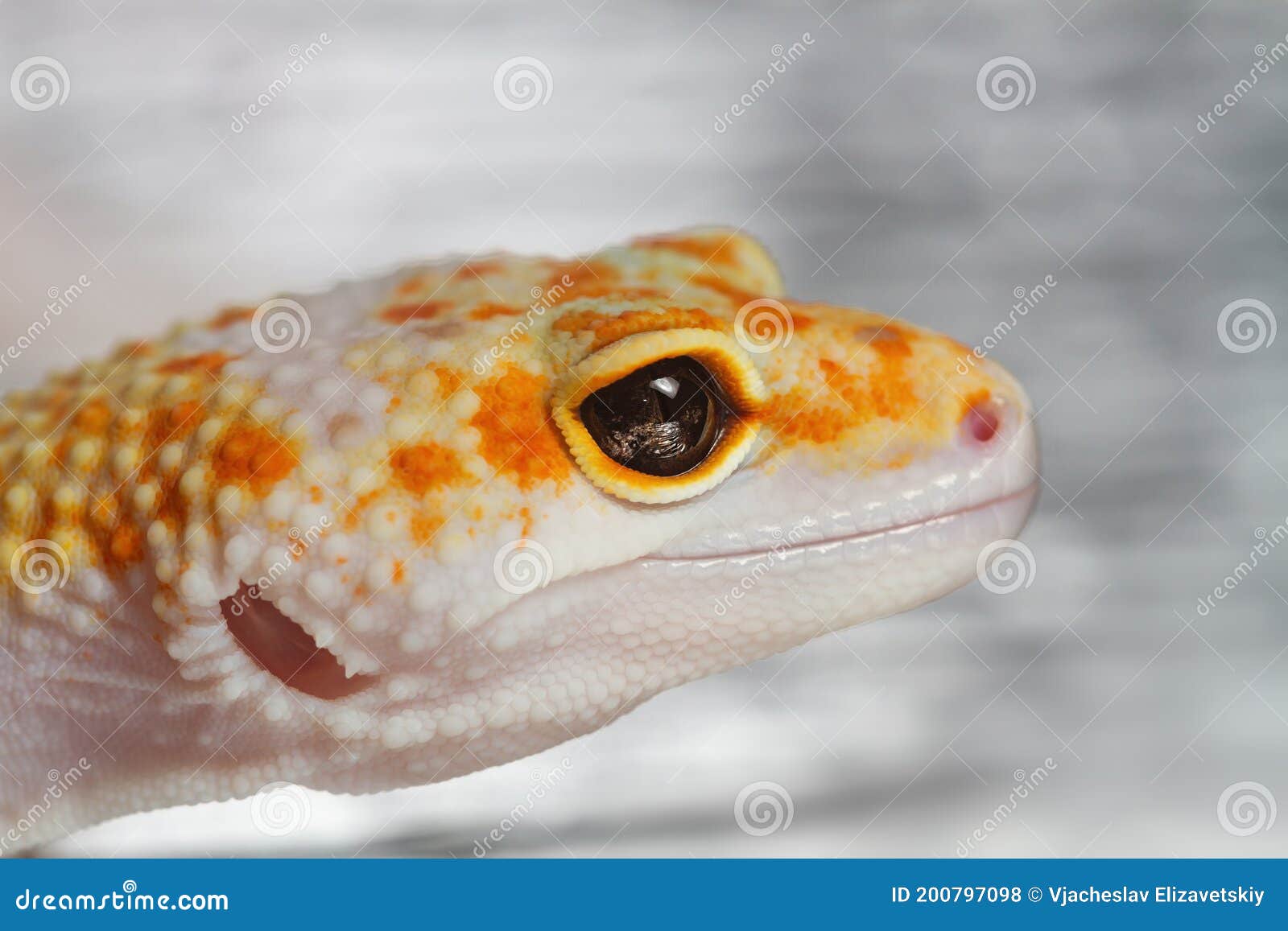 Leopard Gecko Eyes