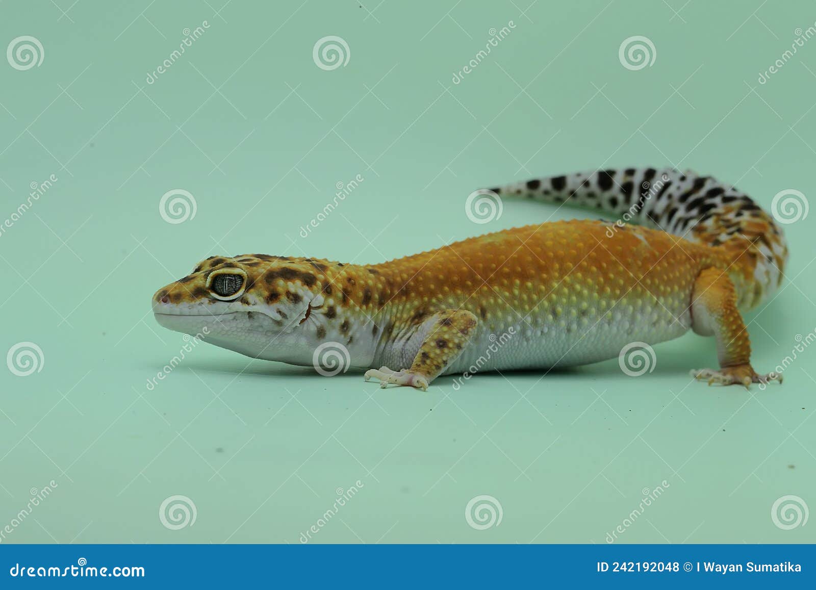 A Leopard Gecko is Posing in a Distinctive Style Against a Light Green ...