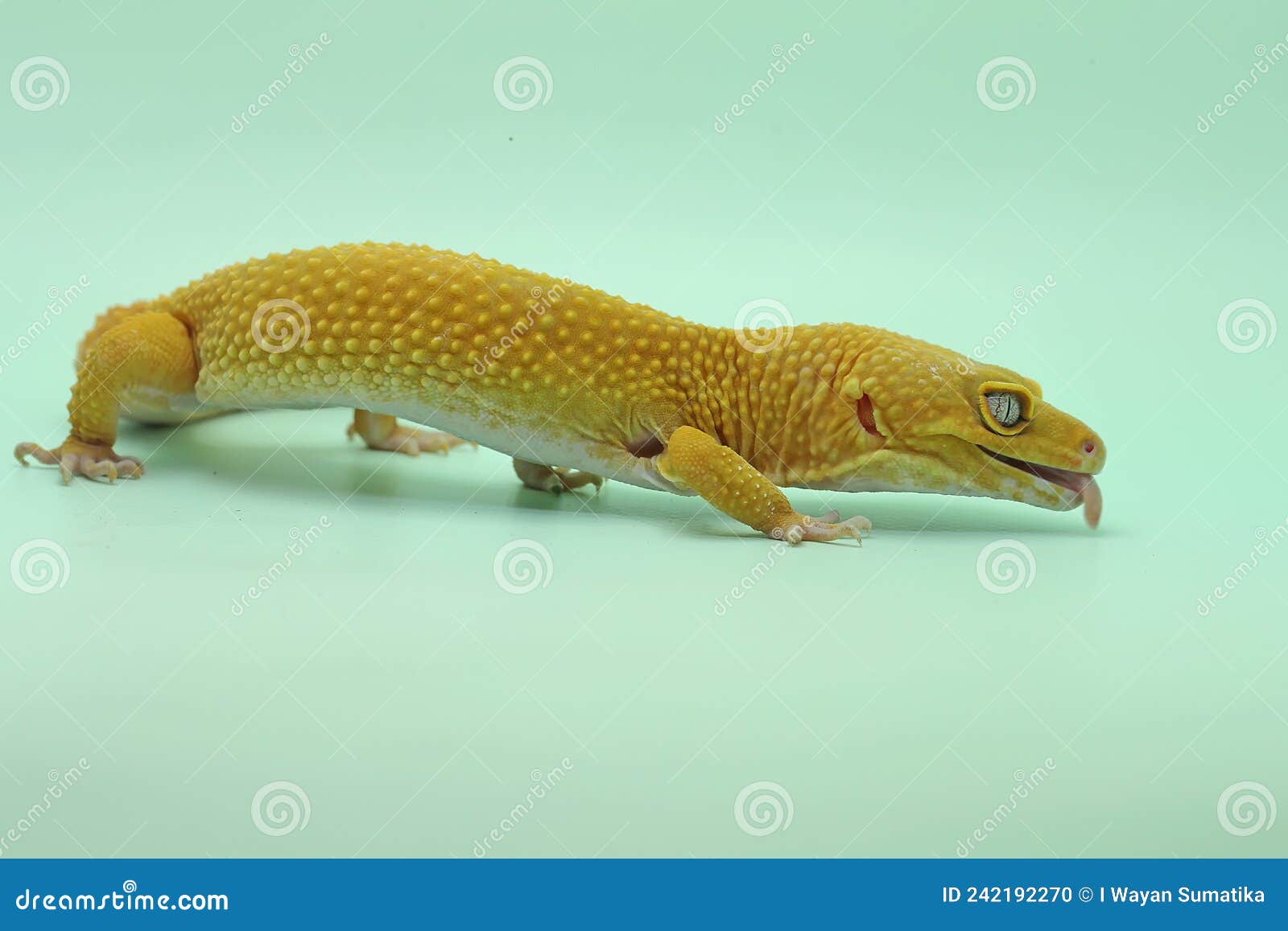 A Leopard Gecko is Posing in a Distinctive Style Against a Light Green ...